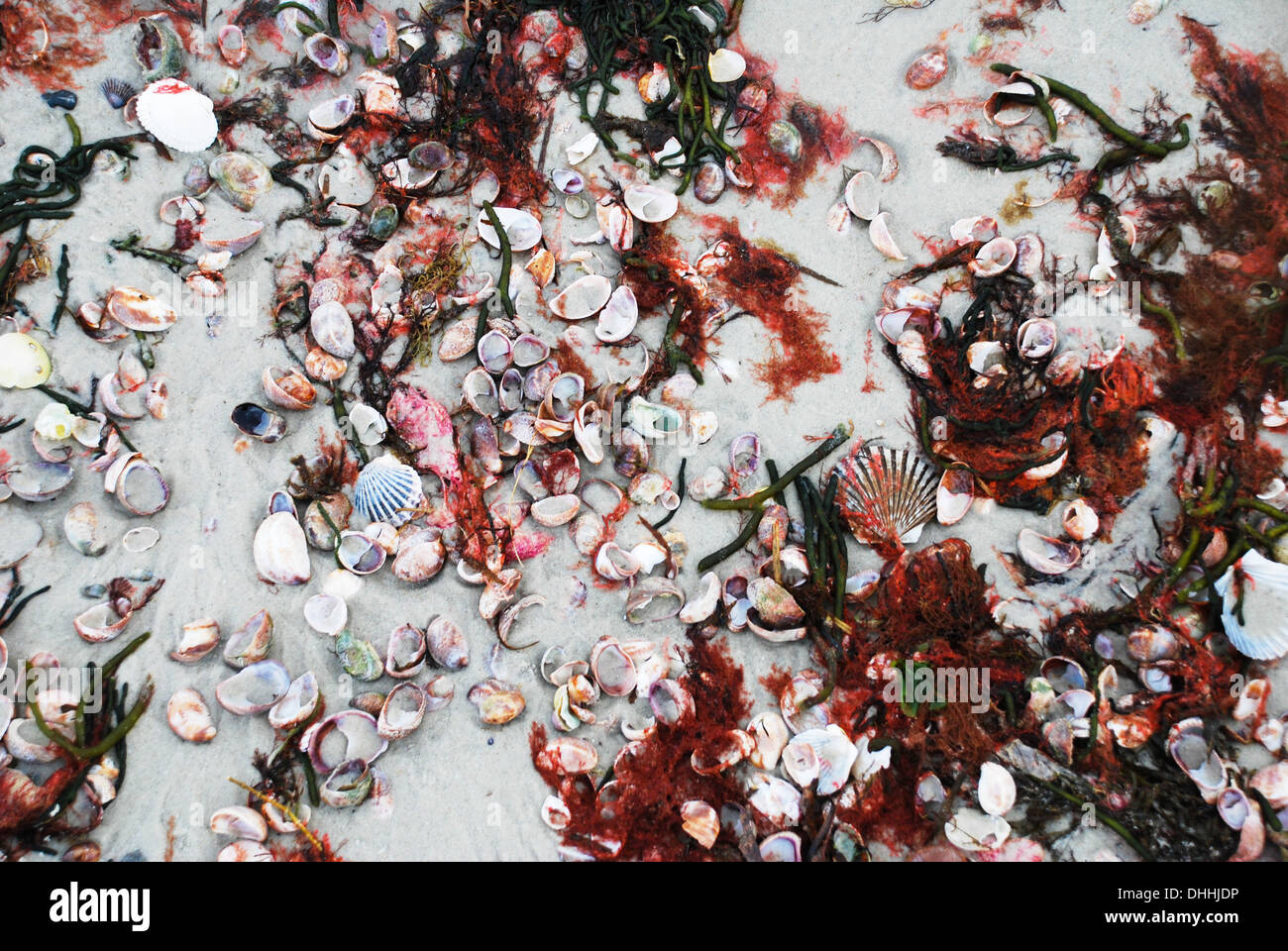 Colorful kelp and shells on a Cape Cod beach Stock Photo - Alamy
