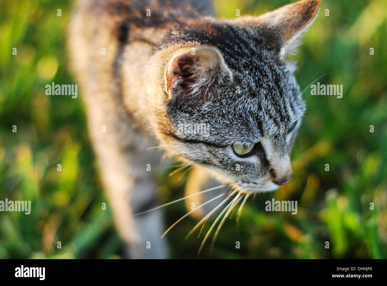 Cat ears perked up hi-res stock photography and images - Alamy