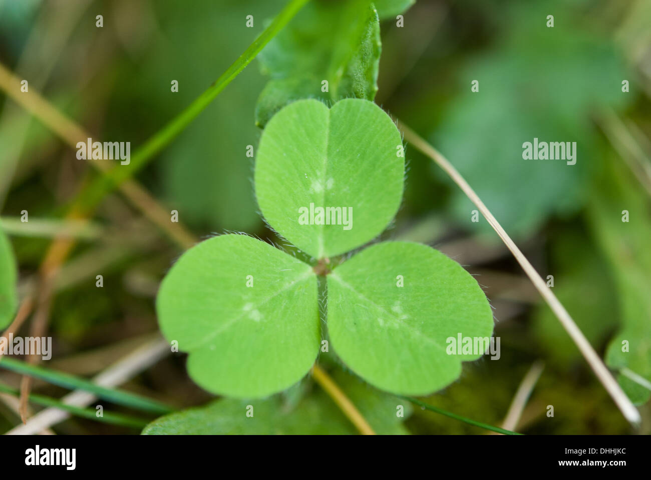 Three leaf clover close-up Stock Photo - Alamy