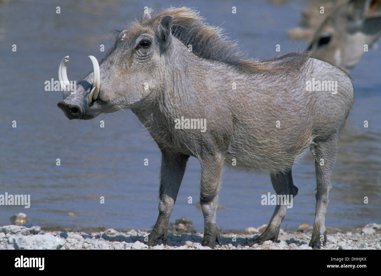 Desert Warthog (Phacochoerus aethiopicus), Kruger National Park ...