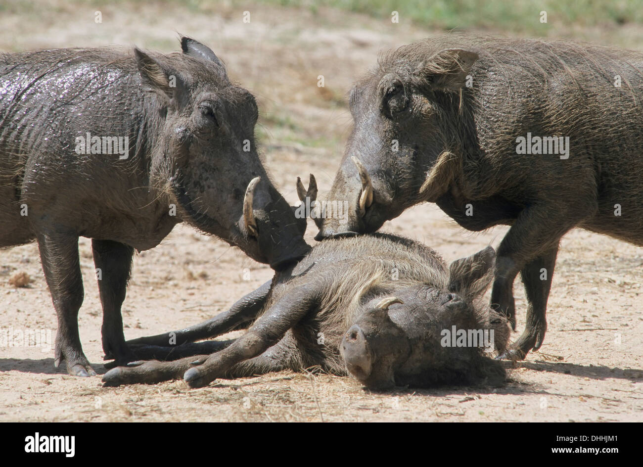 Desert warthogs phacochoerus aethiopicus hi-res stock photography and ...