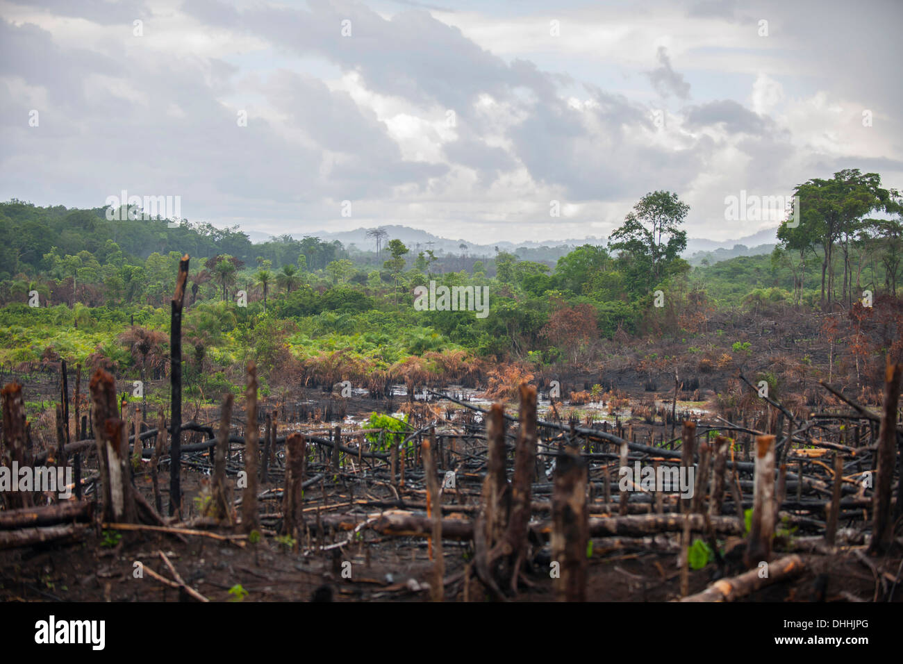 Fire cleared jungle, Kenema, Eastern Province, Sierra Leone Stock Photo ...