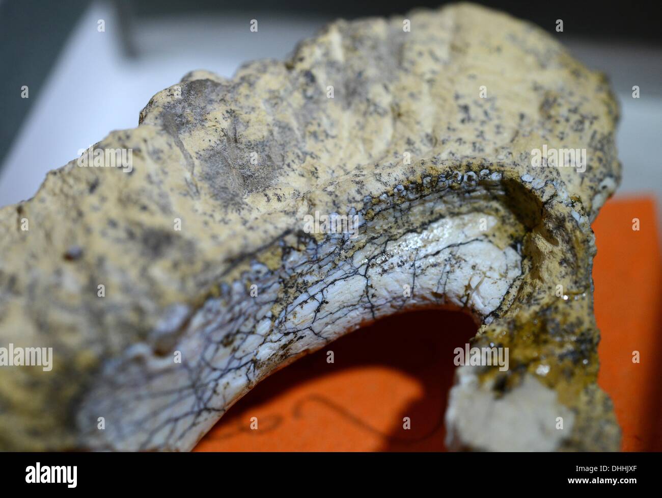 Procynosuchus hi-res stock photography and images - Alamy