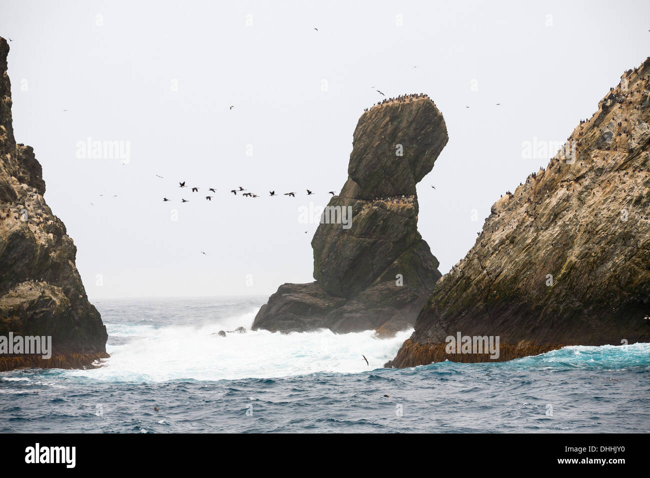 South georgia island cliff hi-res stock photography and images - Alamy