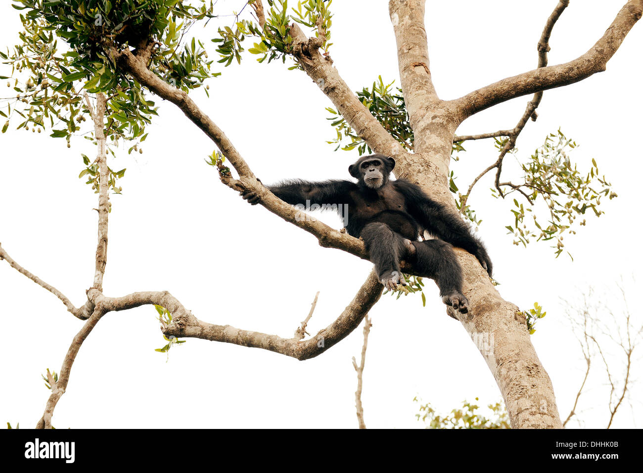 Tacugama chimpanzee sanctuary hi-res stock photography and images - Alamy