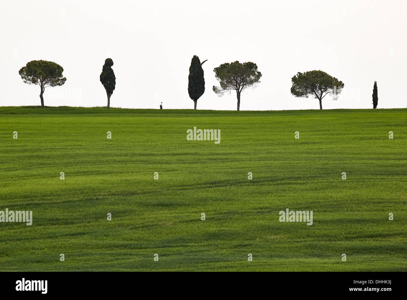 Road lined with cypress and pine trees, Torrenieri, Montalcino ...