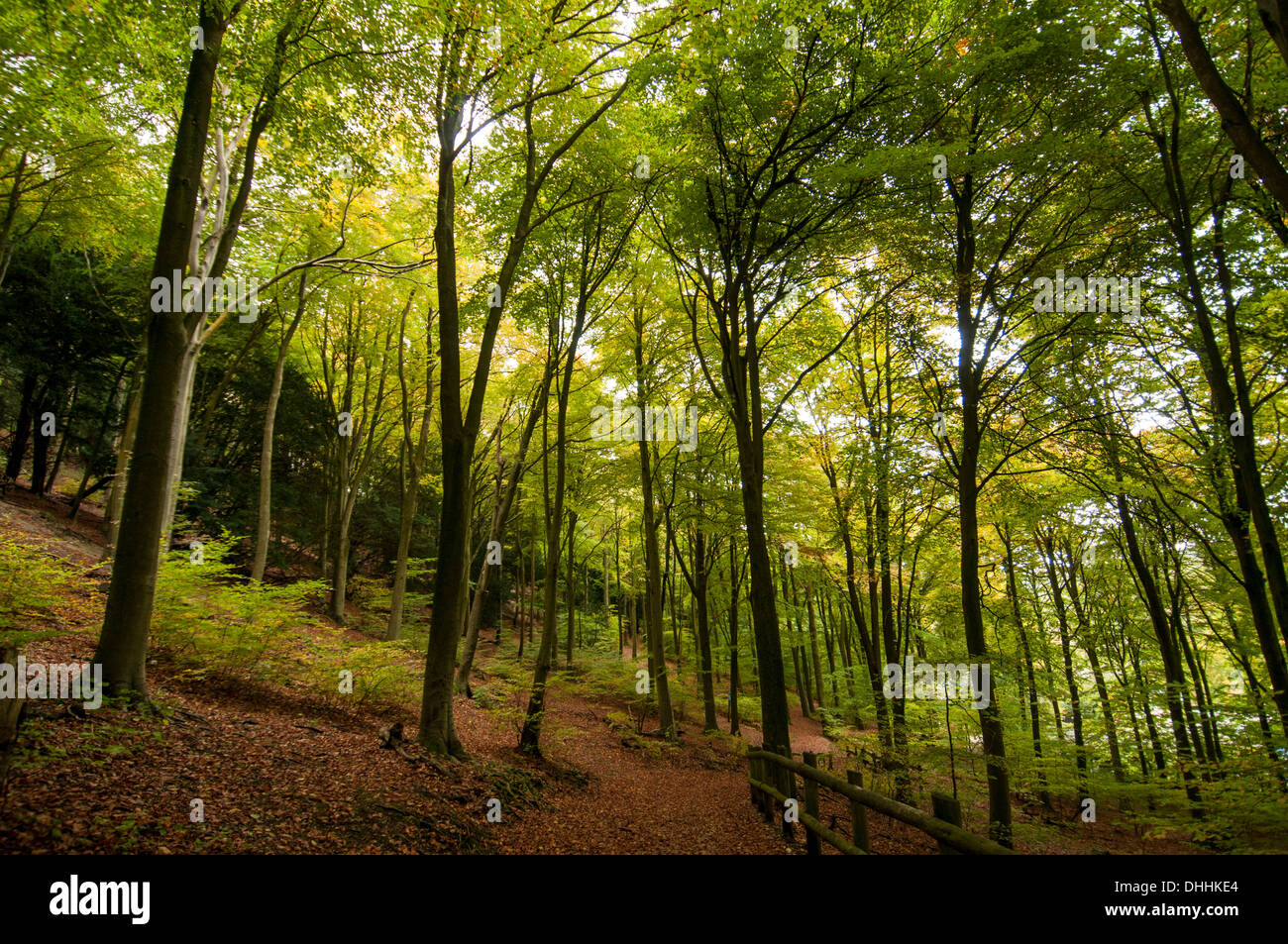 Woodland track trail hi-res stock photography and images - Alamy