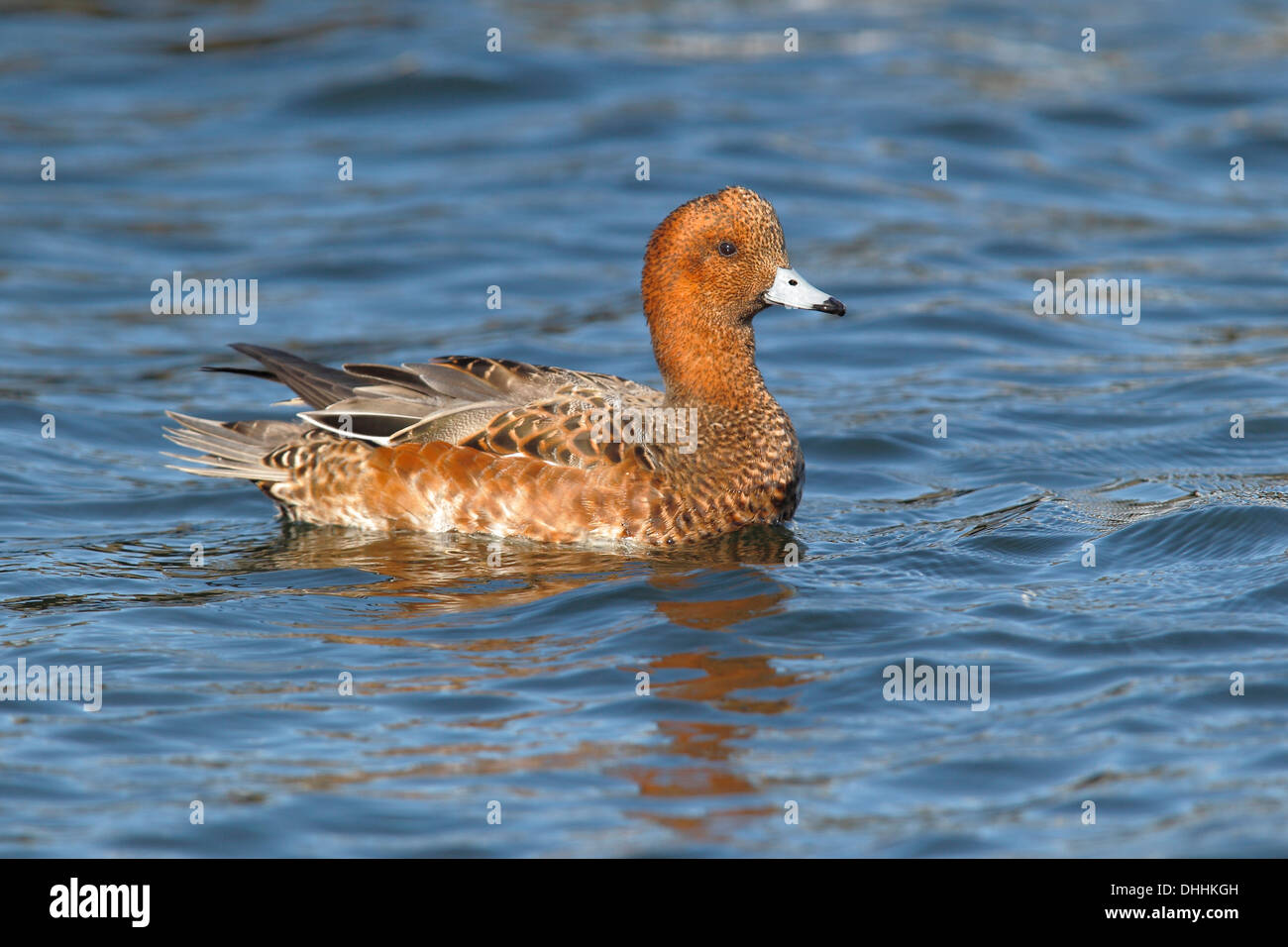 Eurasian Widgeon (Anas penelope), drake swimming, basic plumage ...