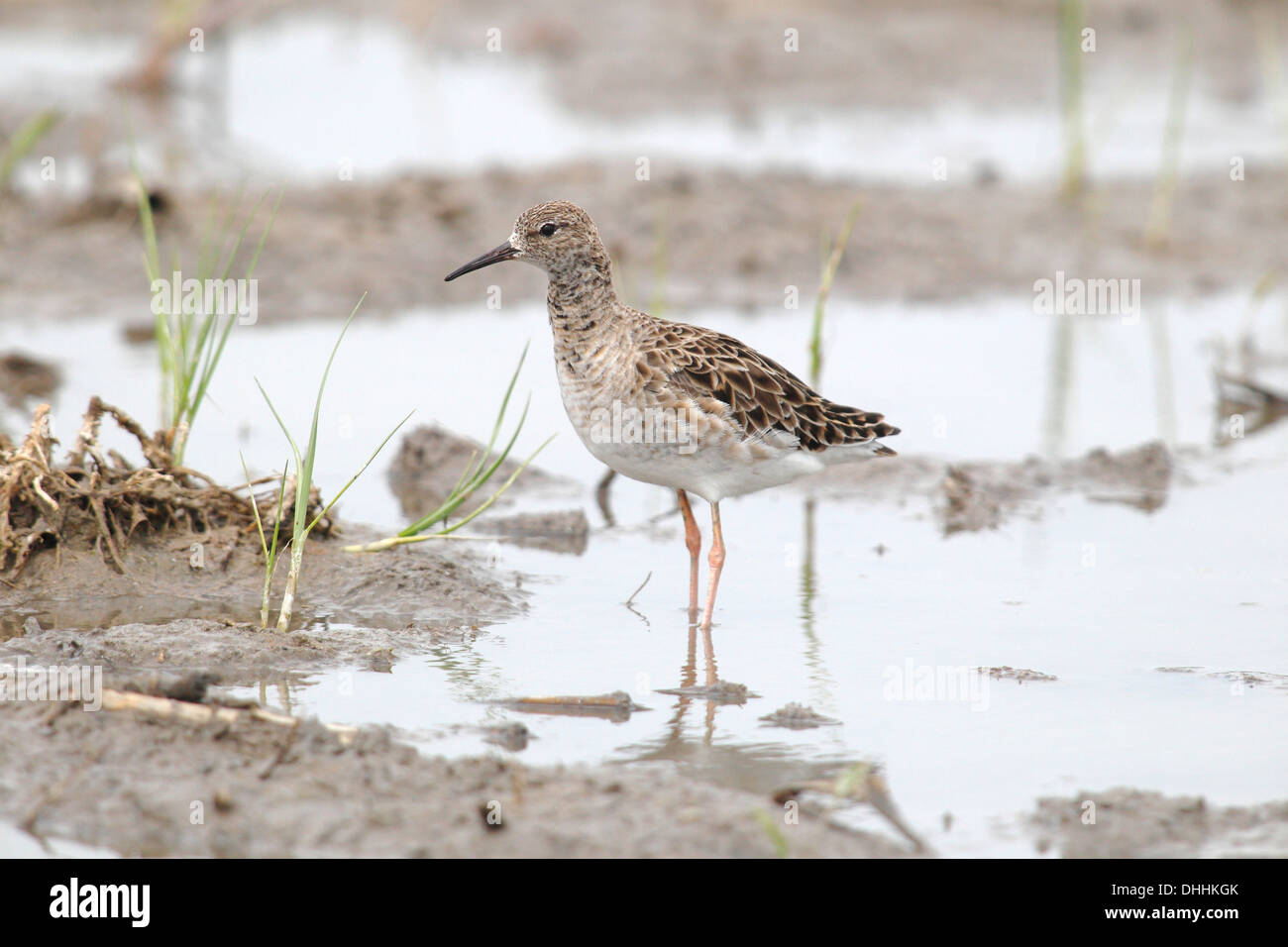 Ruff (Philomachus pugnax), reeve, female standing in shallow water ...