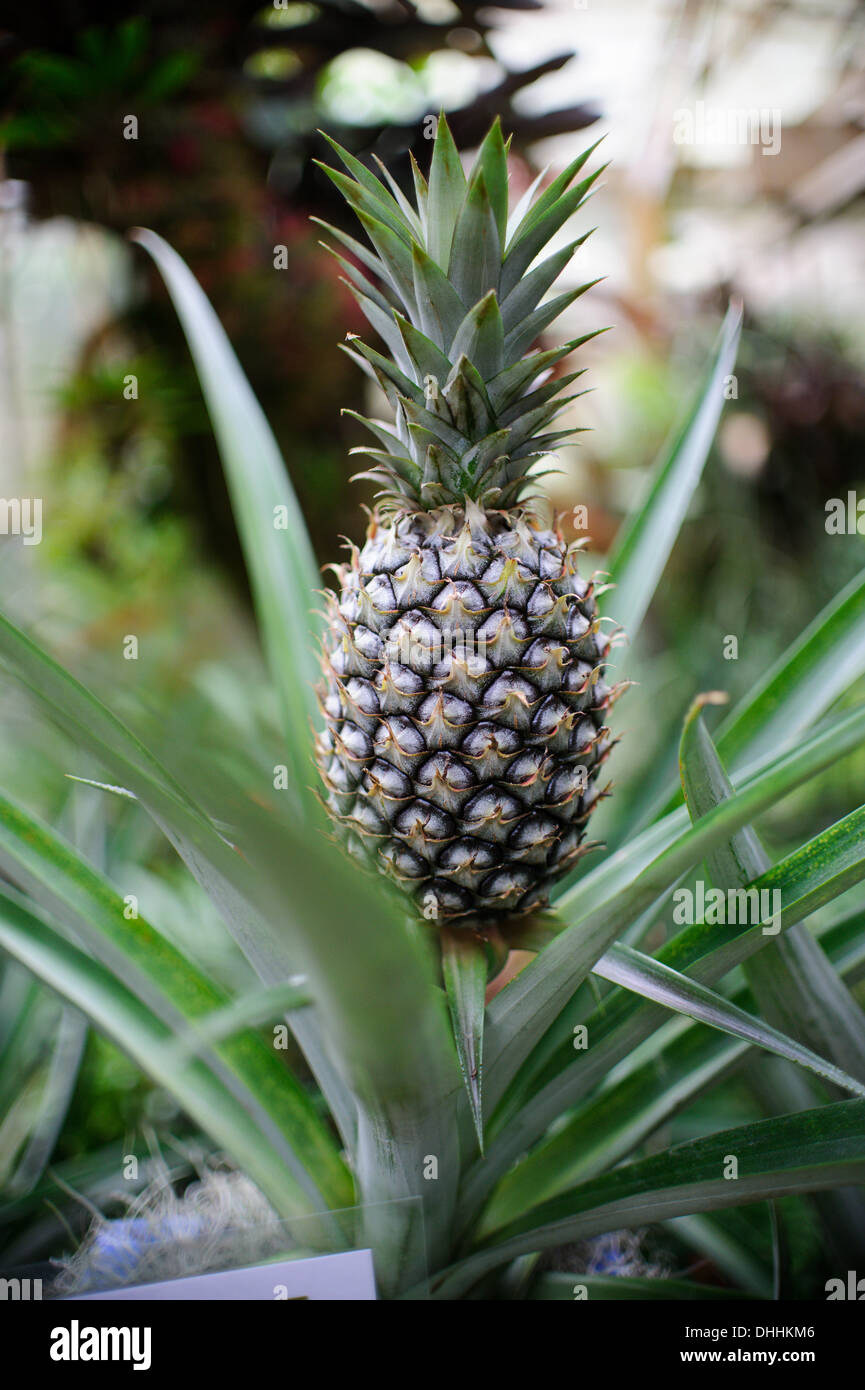 Ananasbaum hi-res stock photography and images - Alamy