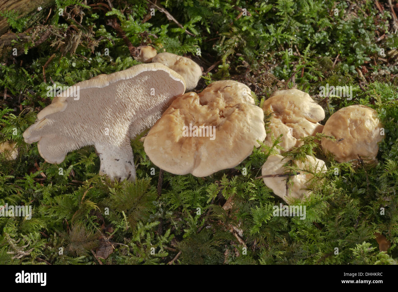 Sweet Tooth or Wood Hedgehog Mushrooms (Hydnum repandum), Baden ...