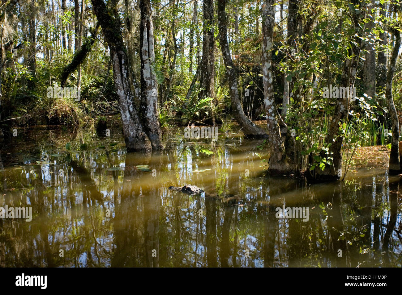 Alligator (Alligator sp.), Everglades National Park, Florida, United ...