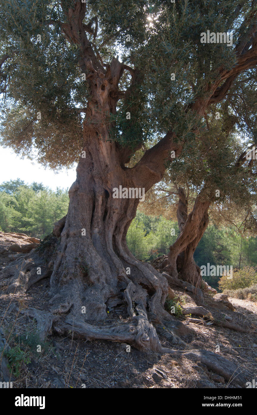 Olive trees (Olea europaea), Özdere, İzmir Province, Aegean Region ...