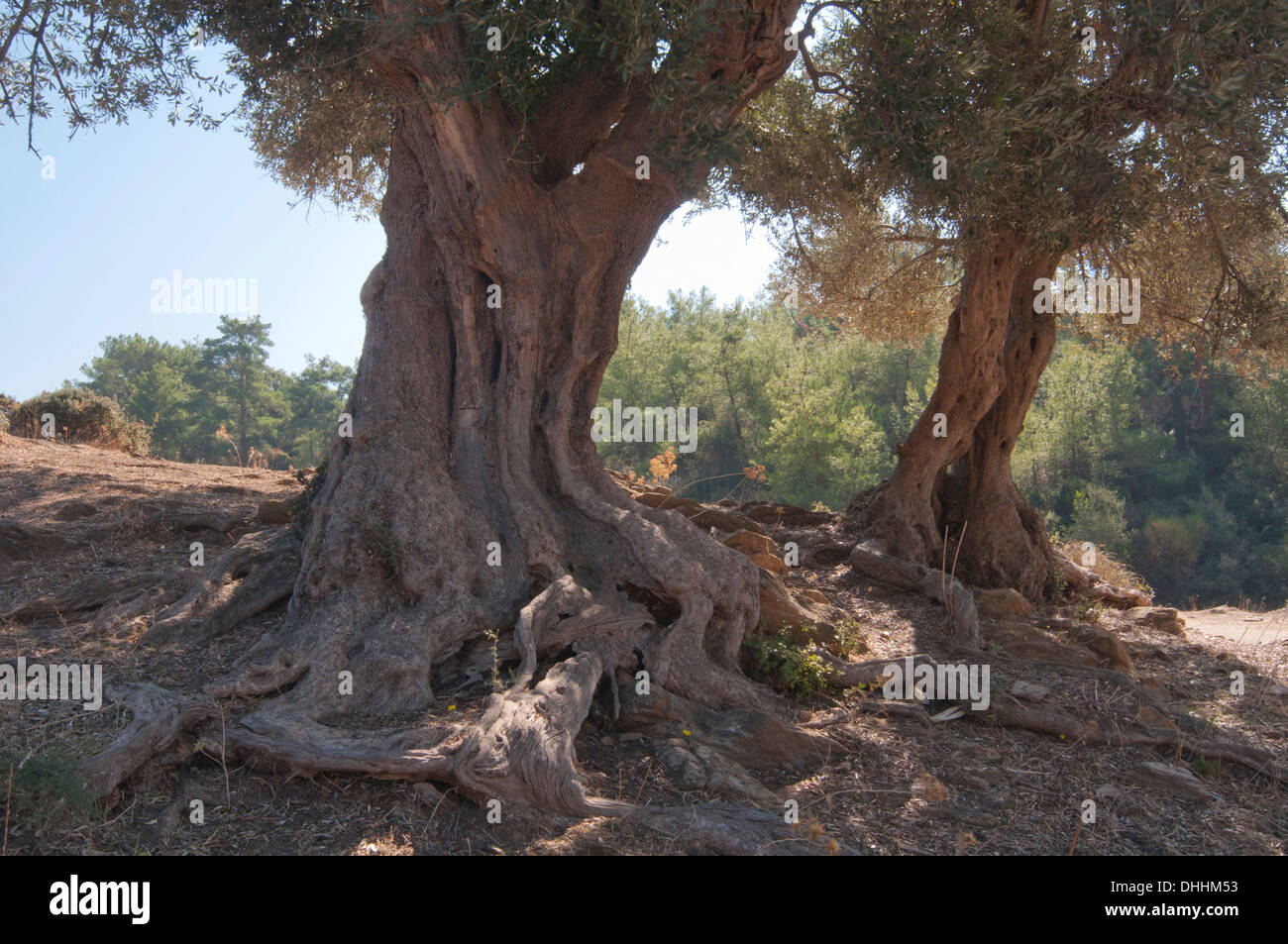 Olive trees (Olea europaea), Özdere, İzmir Province, Aegean Region ...