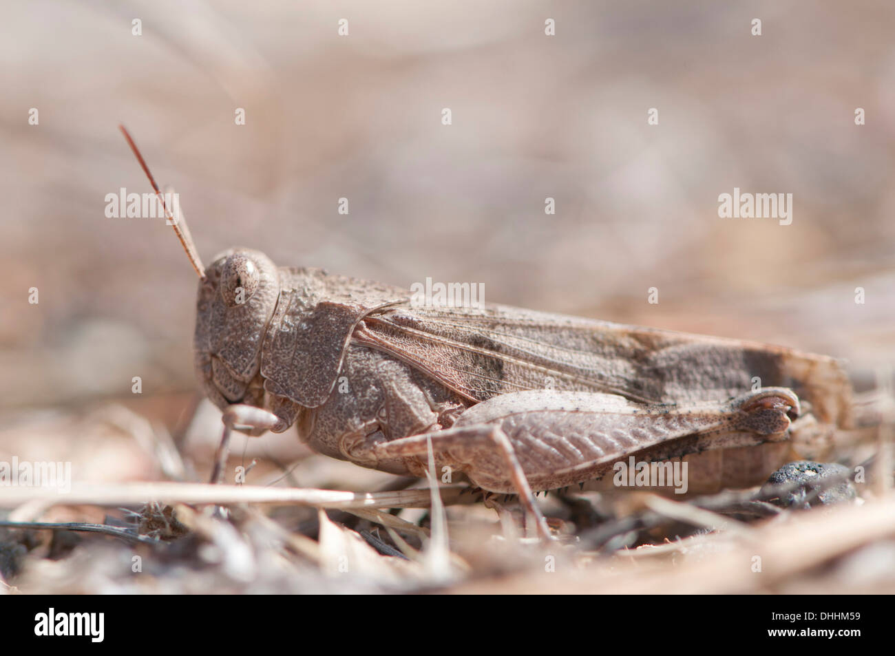 Red winged grasshopper hi-res stock photography and images - Alamy