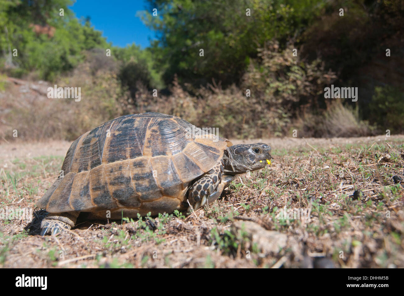 Wild turkey walking side view hi-res stock photography and images - Alamy