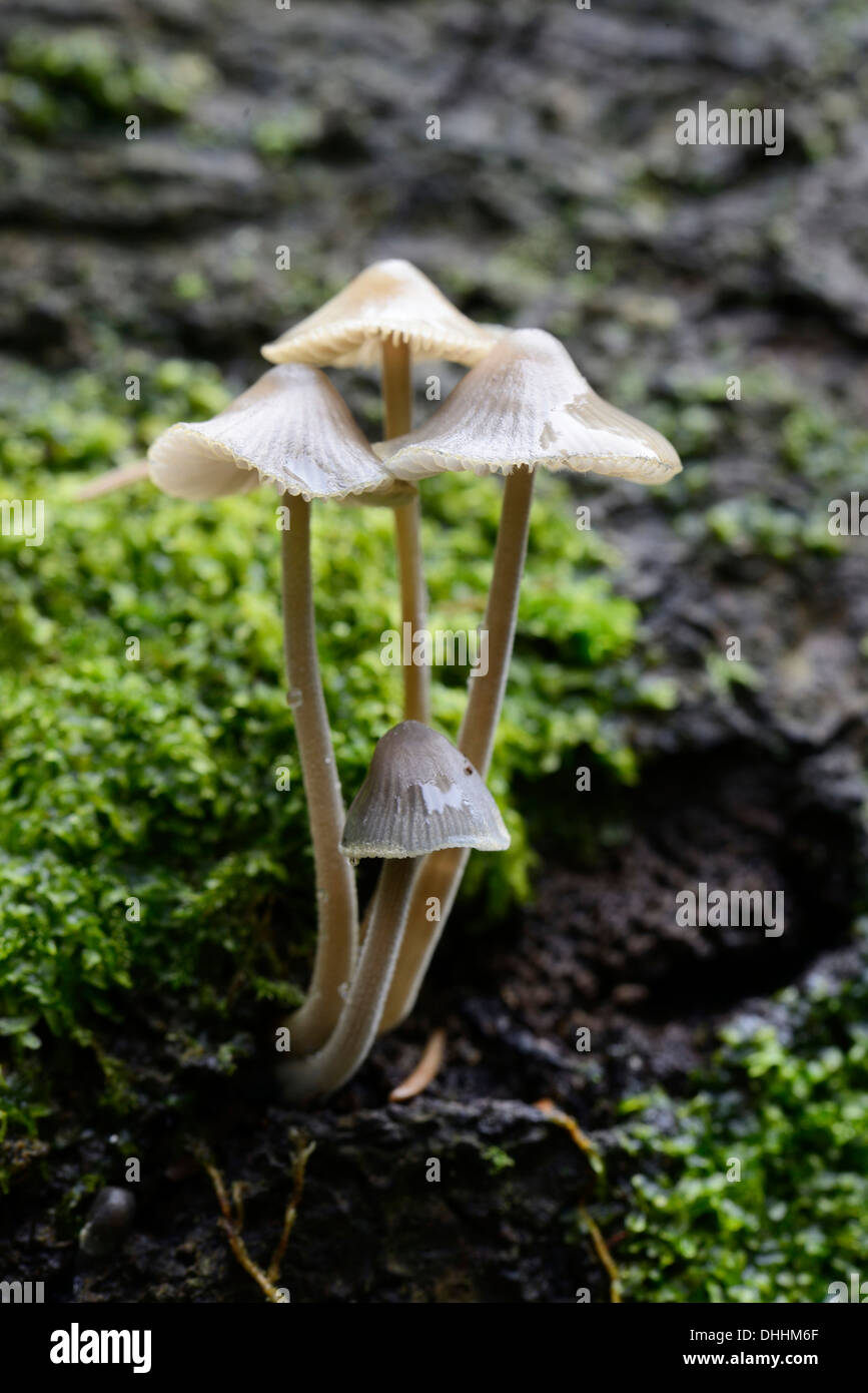 Grooved bonnet (Mycena polygramma), Tinner Loh nature reserve, Emsland ...