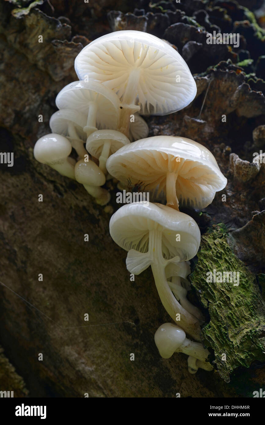 Porcelain fungus (Oudemansiella mucida), Tinner Loh nature reserve ...