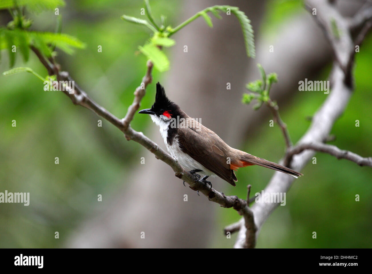 The Red-whiskered Bulbul (Pycnonotus jocosus) posed on a branch on the ...