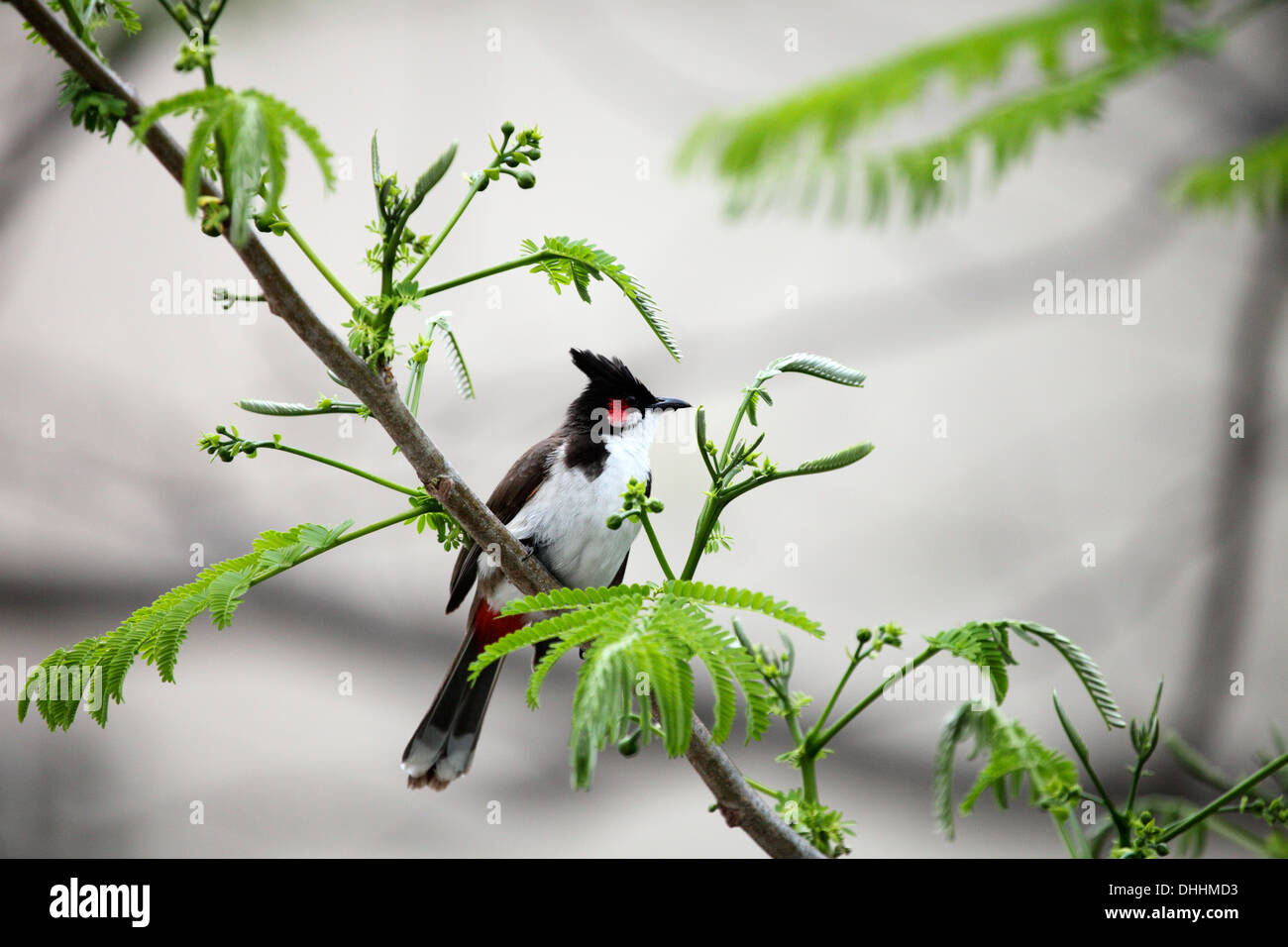 Pycnonotus jocosus hi-res stock photography and images - Alamy