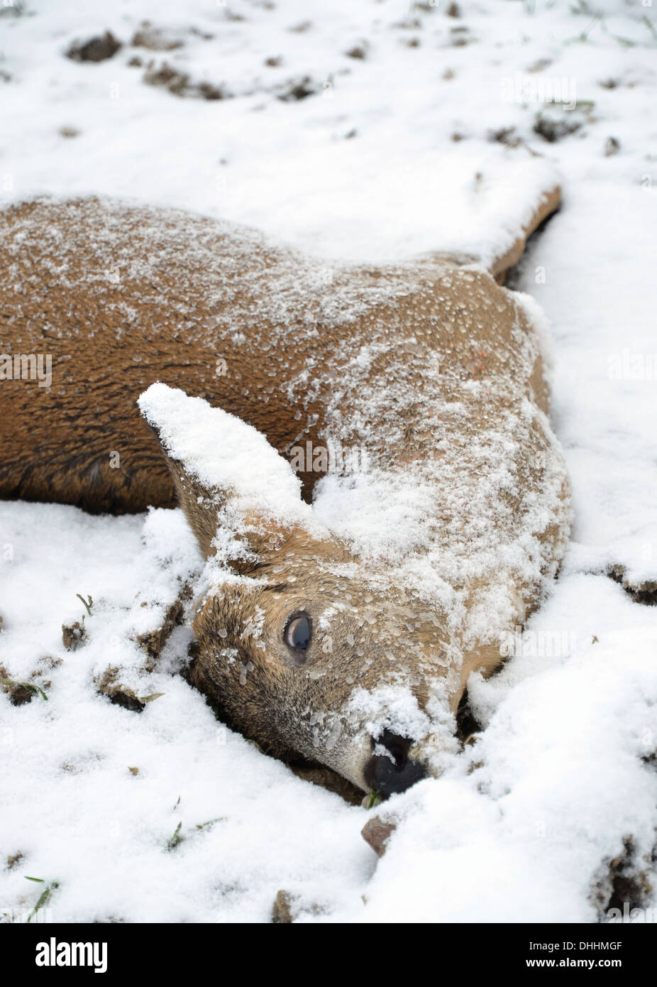 Dead Deer In Snow High Resolution Stock Photography and Images - Alamy