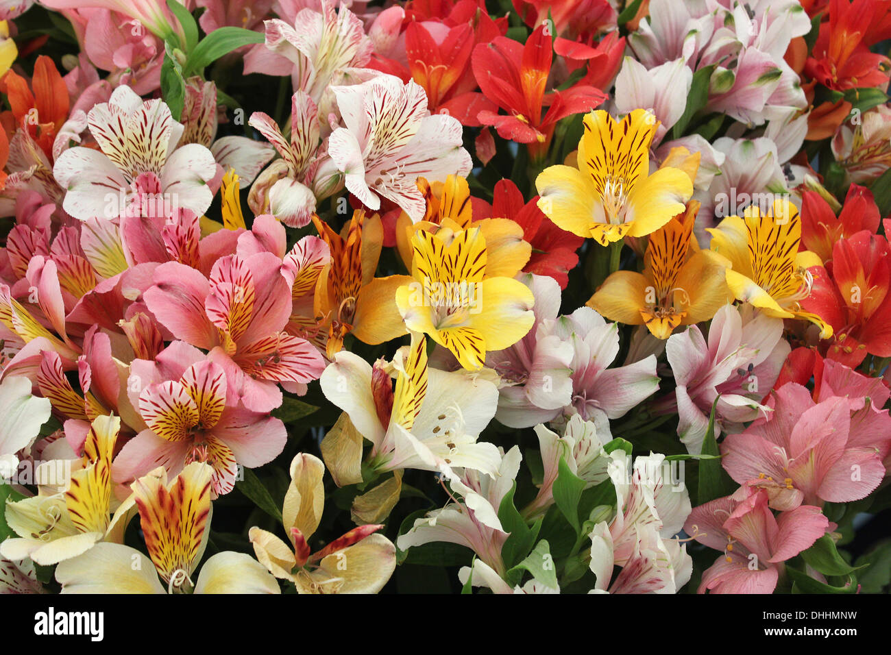 Multi Colored Flowers display Stock Photo - Alamy