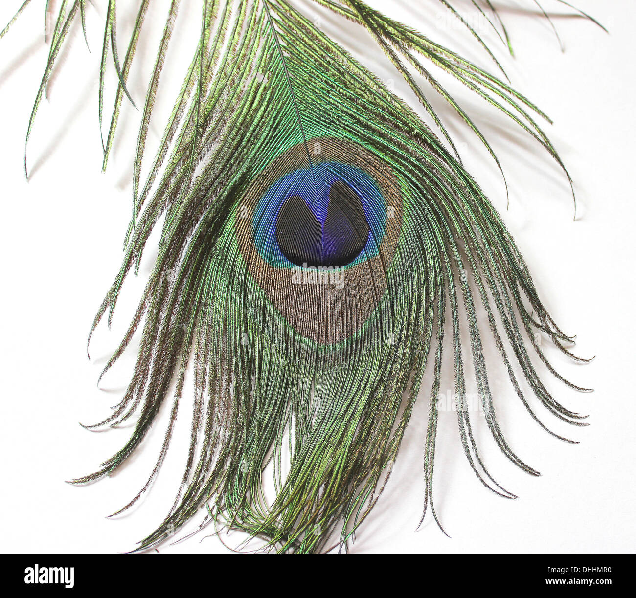 Single peacock feather hi-res stock photography and images - Alamy
