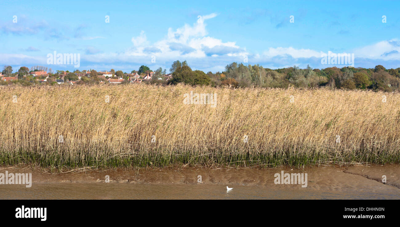 Reed marsh hi-res stock photography and images - Alamy
