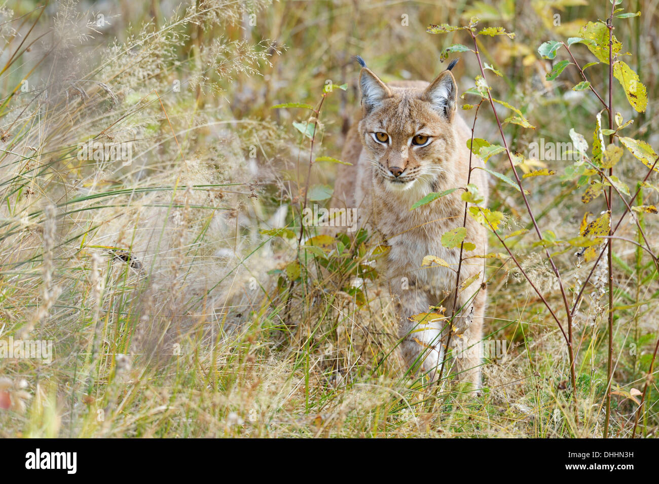 Eurasian Lynx (Lynx lynx) in an autumnal environment, Tierfreigehege ...