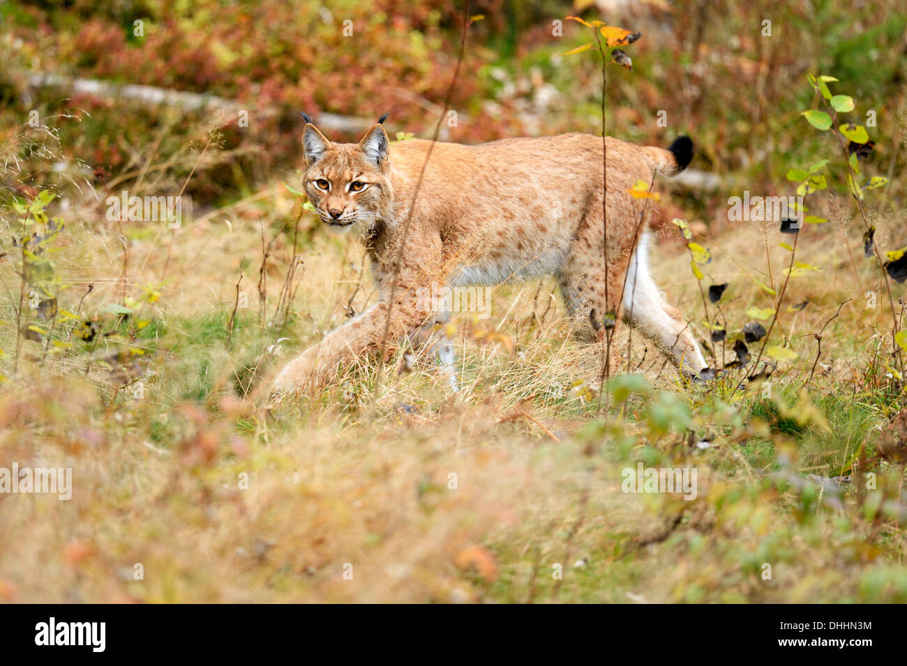 Eurasian Lynx (Lynx lynx) walking in an autumnal environment ...