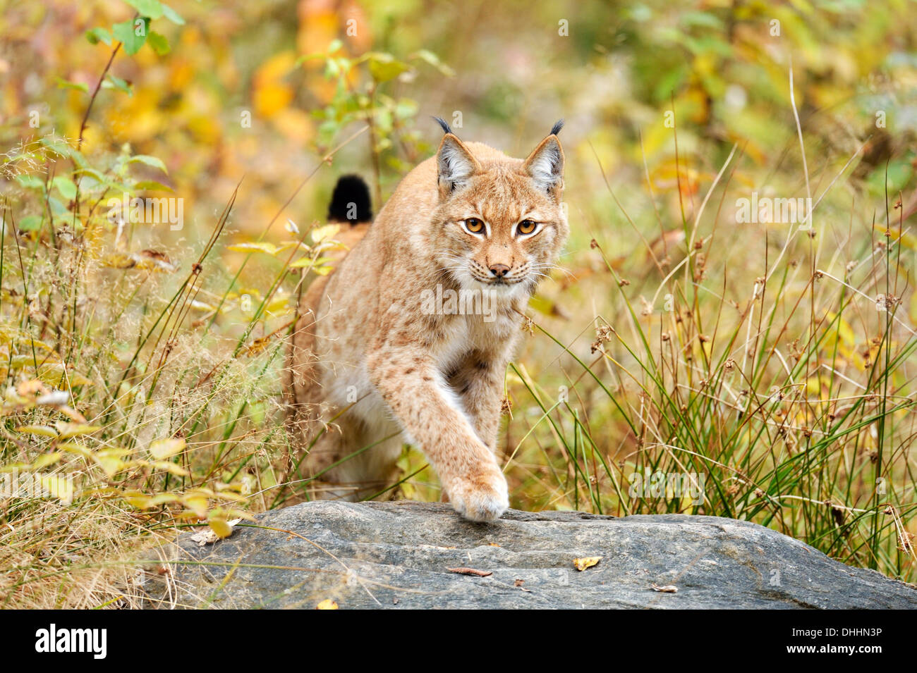 Eurasian Lynx (Lynx lynx) in an autumnal environment, Tierfreigehege ...