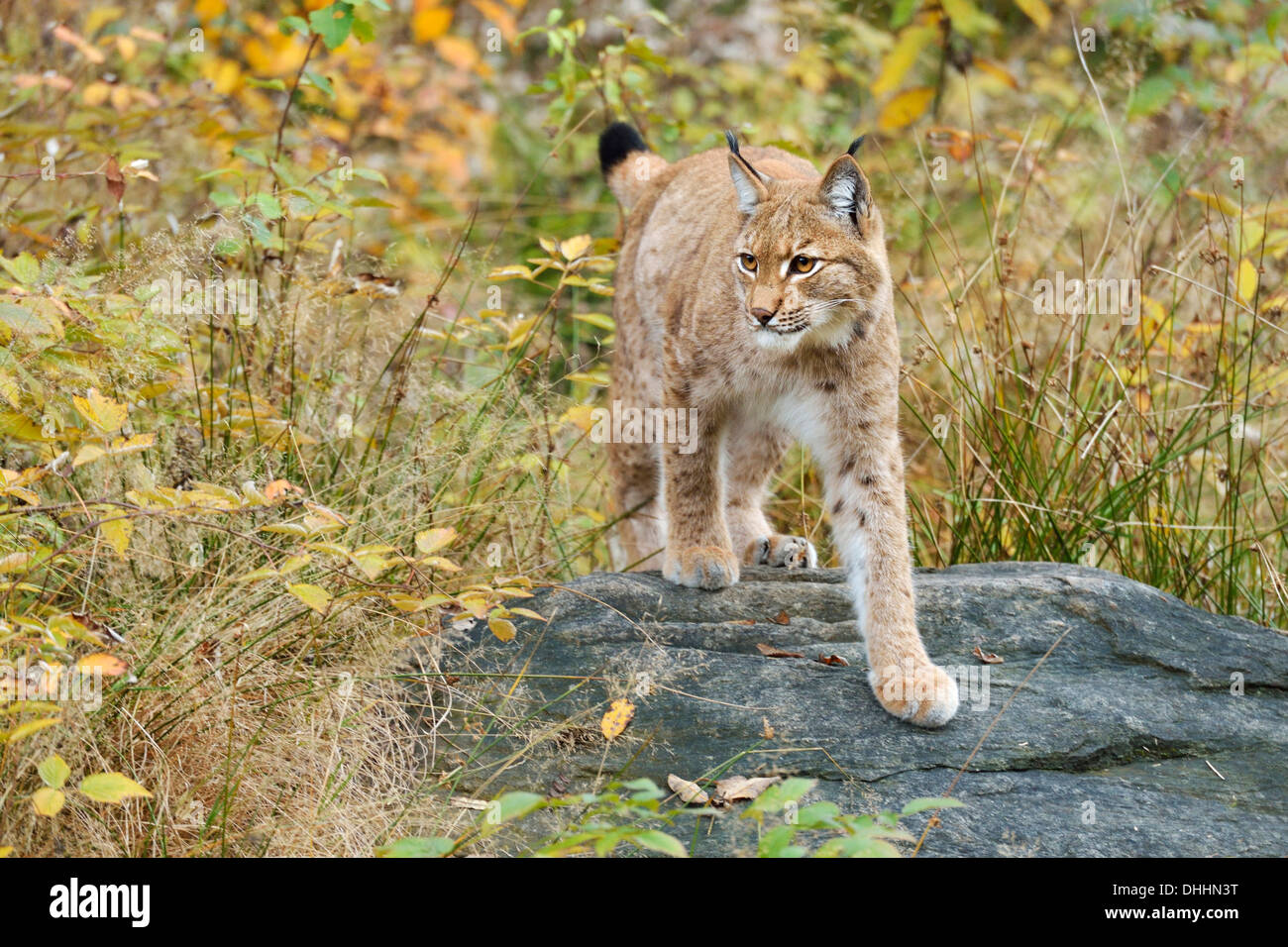 Eurasian Lynx (Lynx lynx) standing on a stone in an autumnal ...