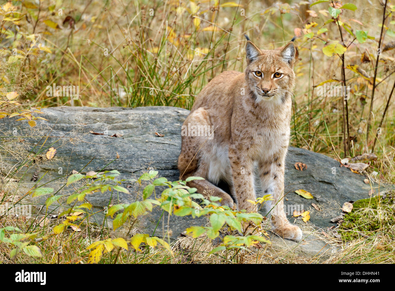 Eurasian Lynx (Lynx lynx) sitting on a stone in an autumnal environment ...