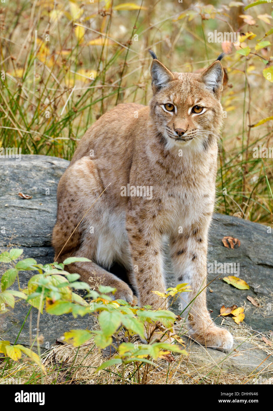 Eurasian Lynx (Lynx lynx) sitting on a stone in an autumnal environment ...