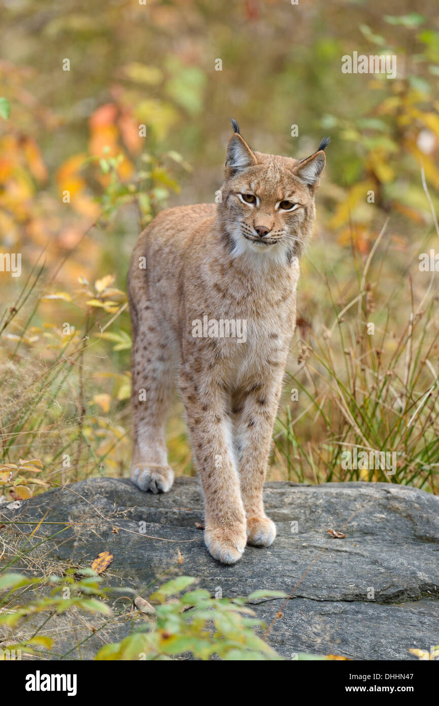 Eurasian Lynx (Lynx lynx) standing on a stone in an autumnal ...