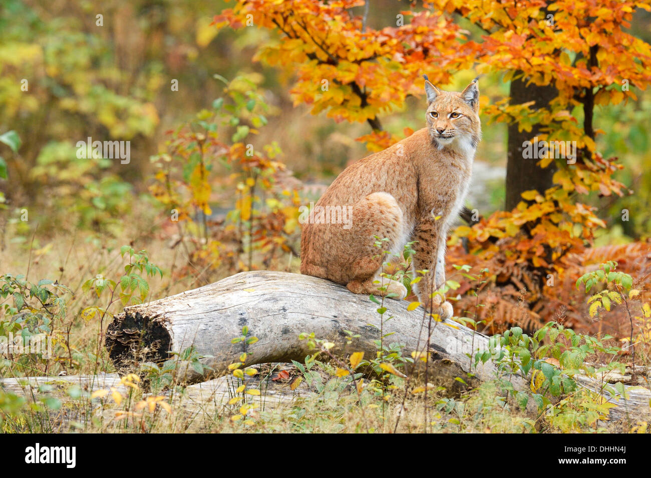 Eurasian Lynx (Lynx lynx) sitting on a tree trunk in an autumnal ...