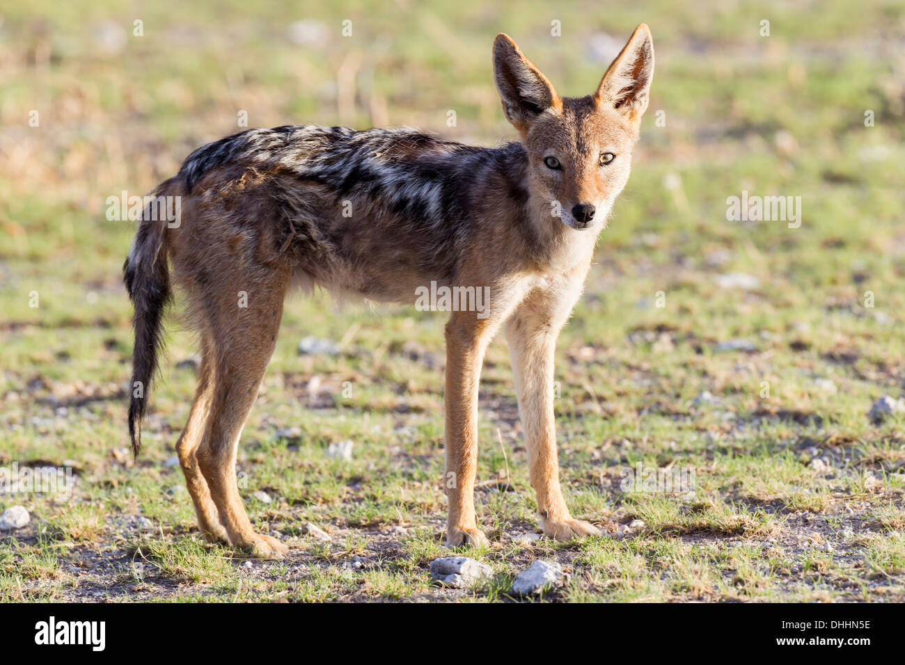 Black-backed Jackal (Canis mesomelas), Etosha-Nationalpark, Namibia, Halali, Kunene Region ...