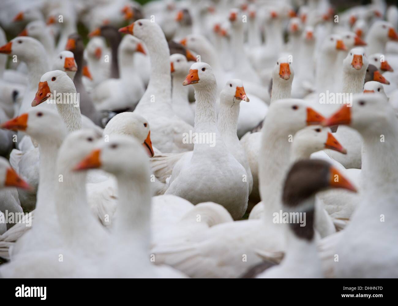 Goose walk hi-res stock photography and images - Alamy