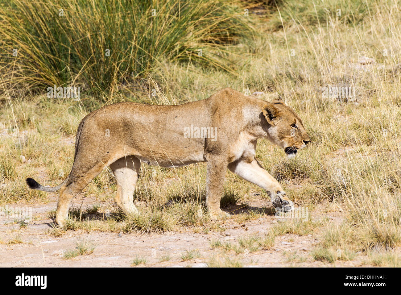 Lioness (Panthera leo), Etosha National Park, Namibia Stock Photo - Alamy