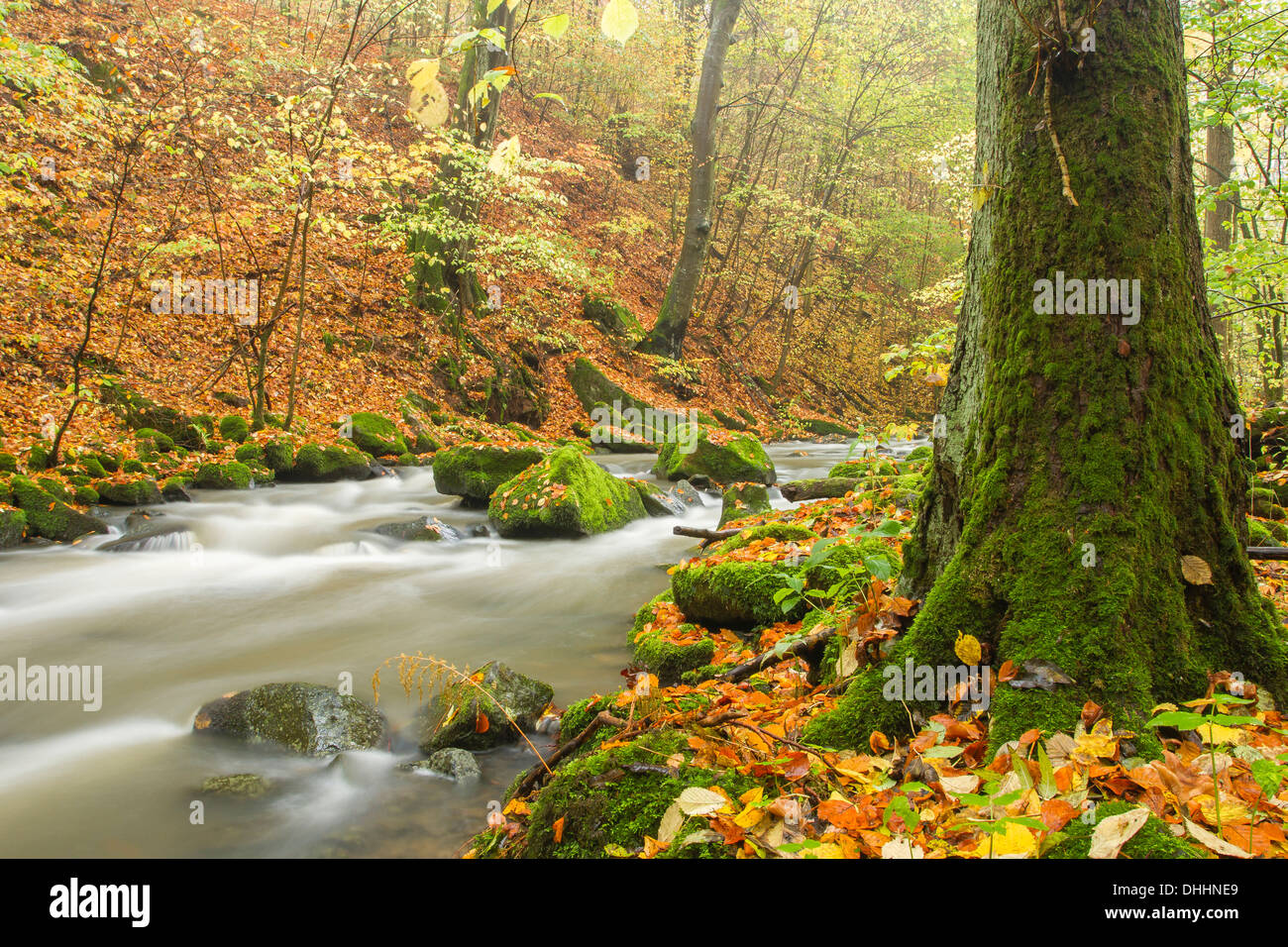 Holzbach stream in the Holzbachschlucht gorge, Westerwald, Hesse ...