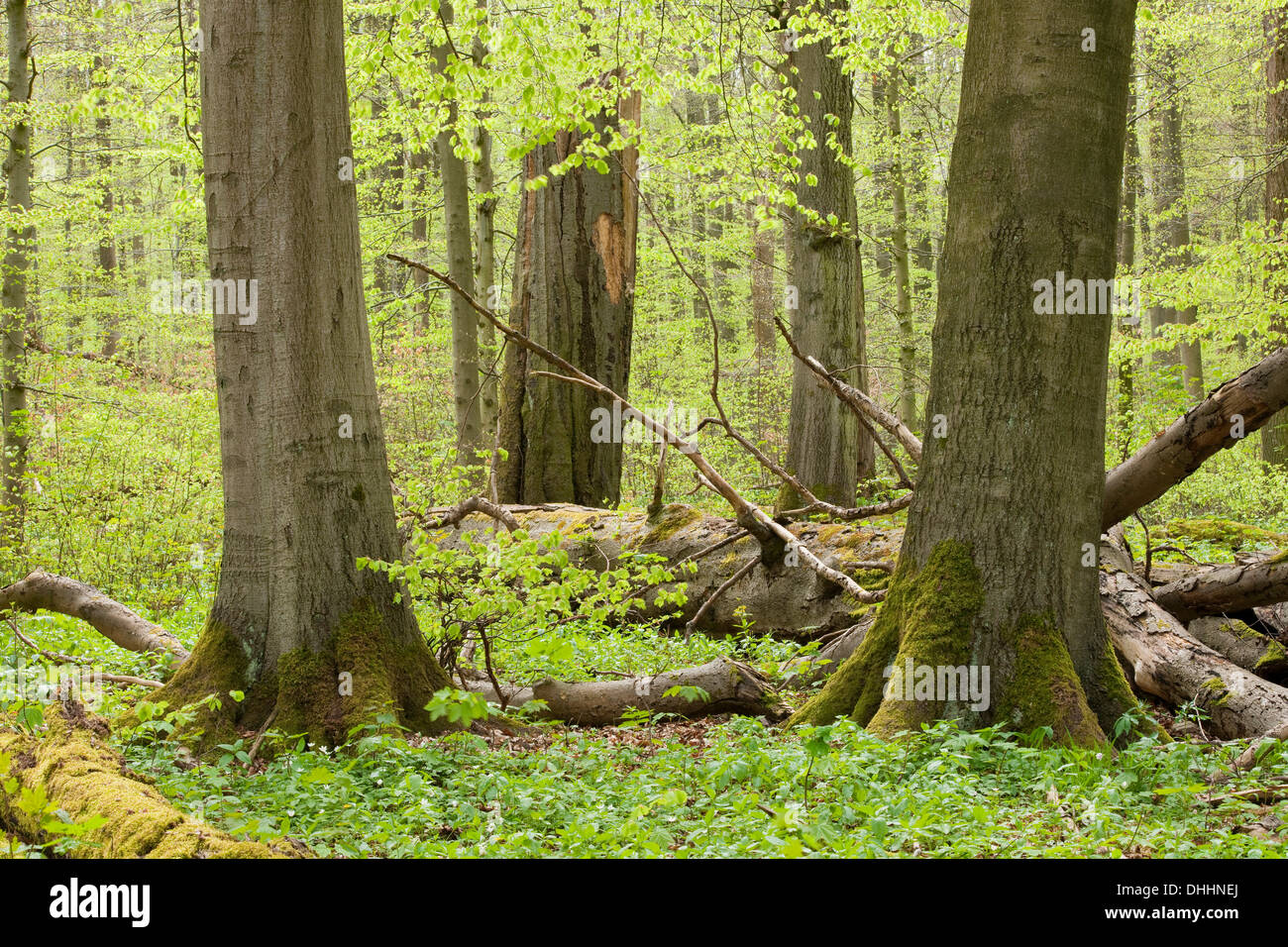 European beech forest in spring, European Beech or Common Beech (Fagus ...