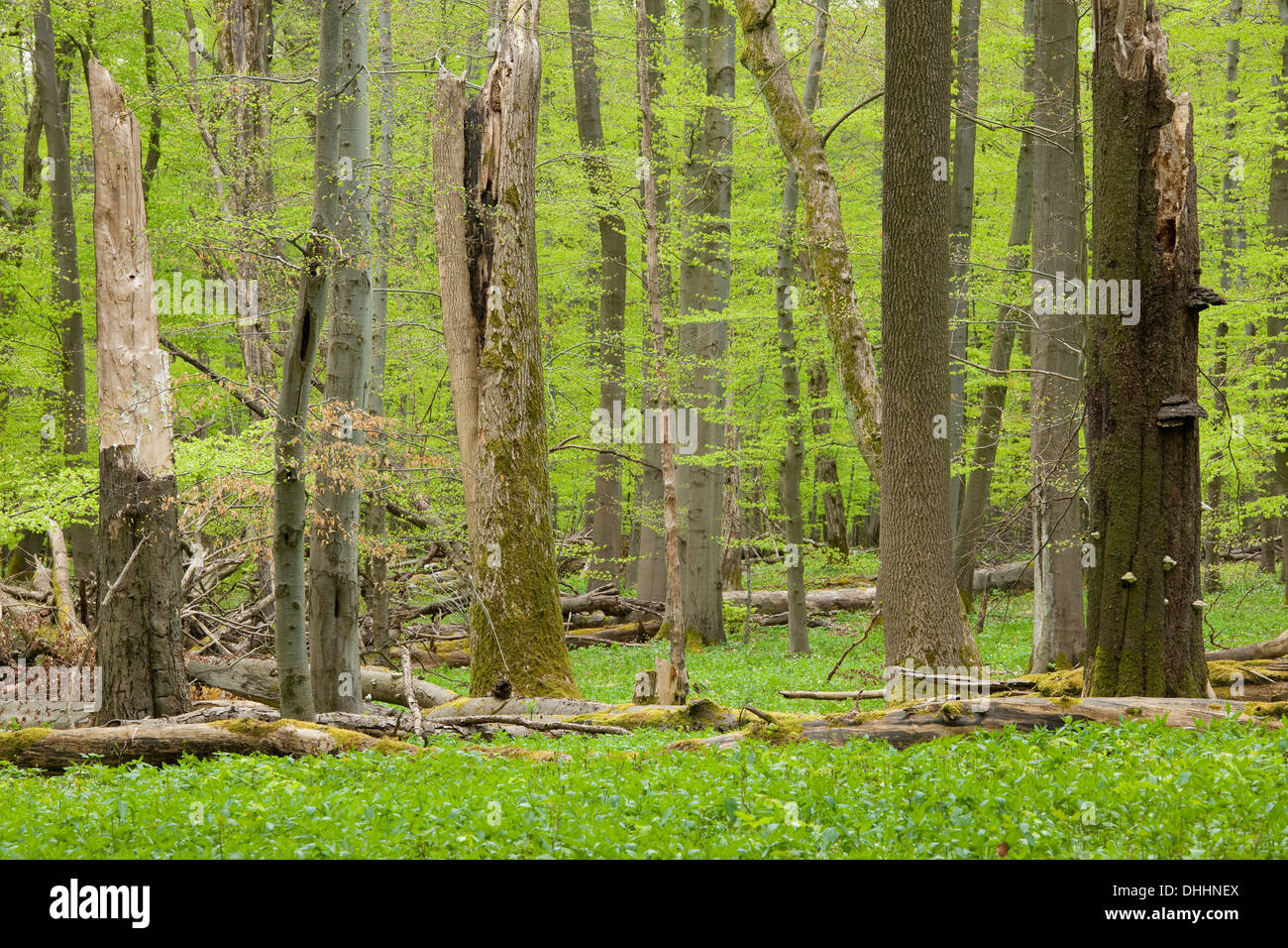 European beech forest in spring, European Beech or Common Beech (Fagus ...
