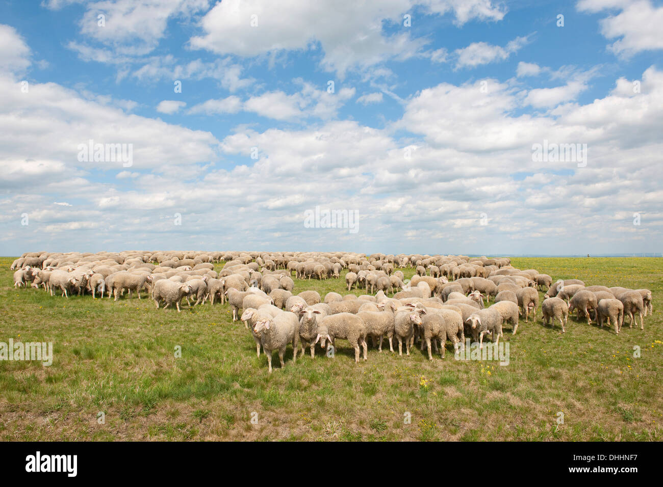 Merino Sheep (Ovis sp.), herd on a pasture, Craula, Thuringia, Germany ...