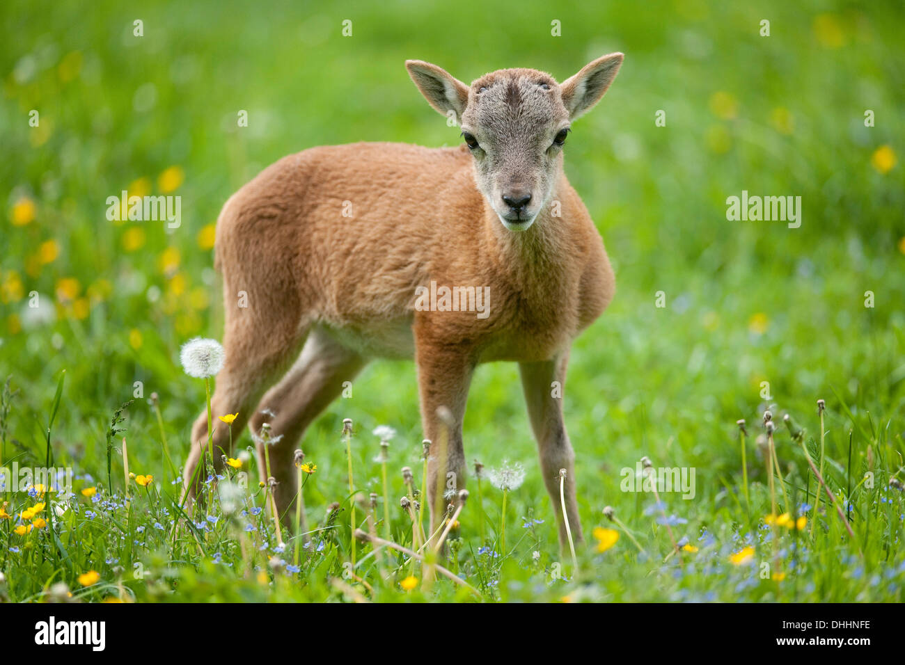 European Mouflon (Ovis ammon Musimon), lamb, Thuringia, Germany Stock ...