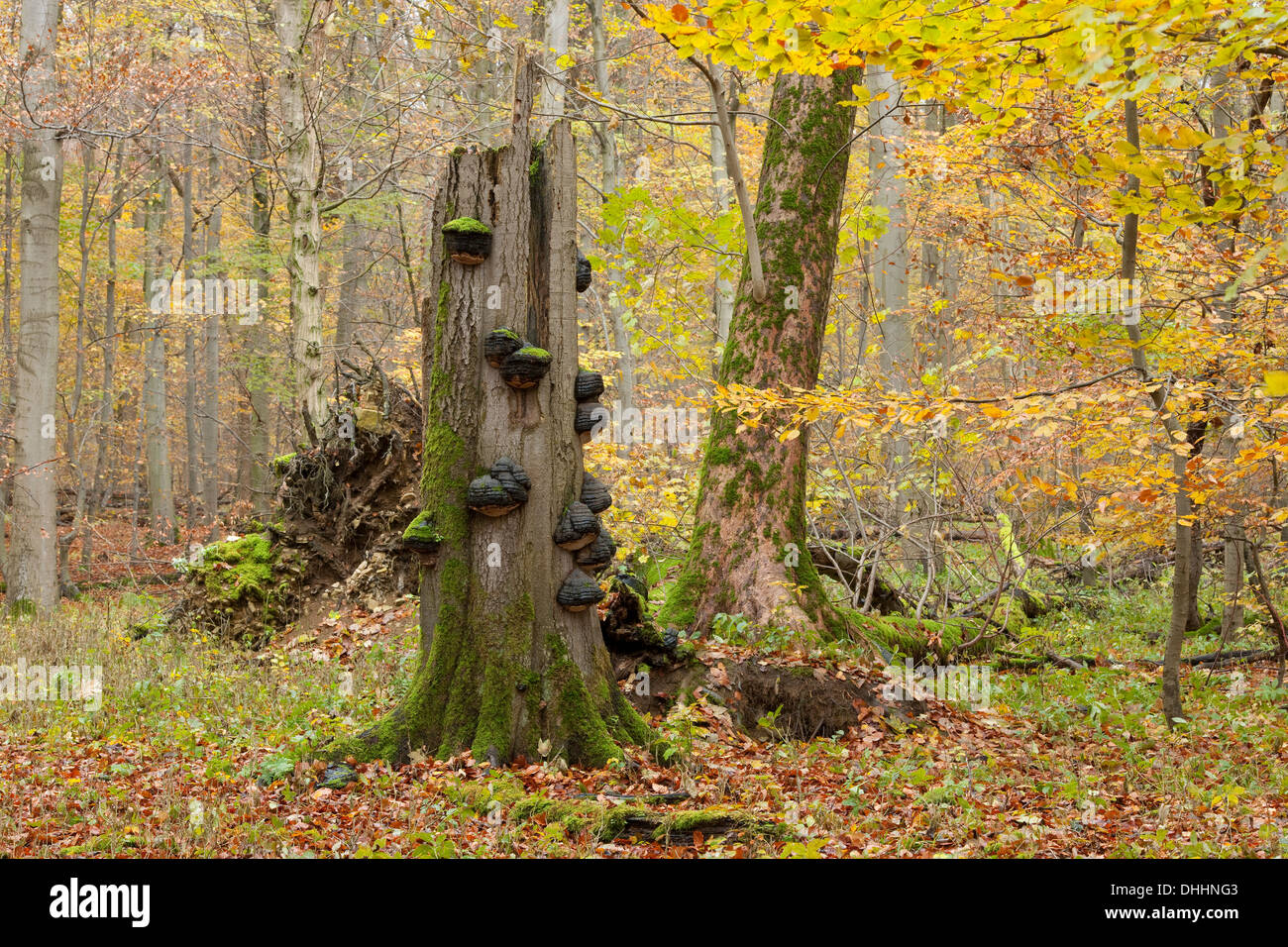 Beech wood stumps hi-res stock photography and images - Alamy