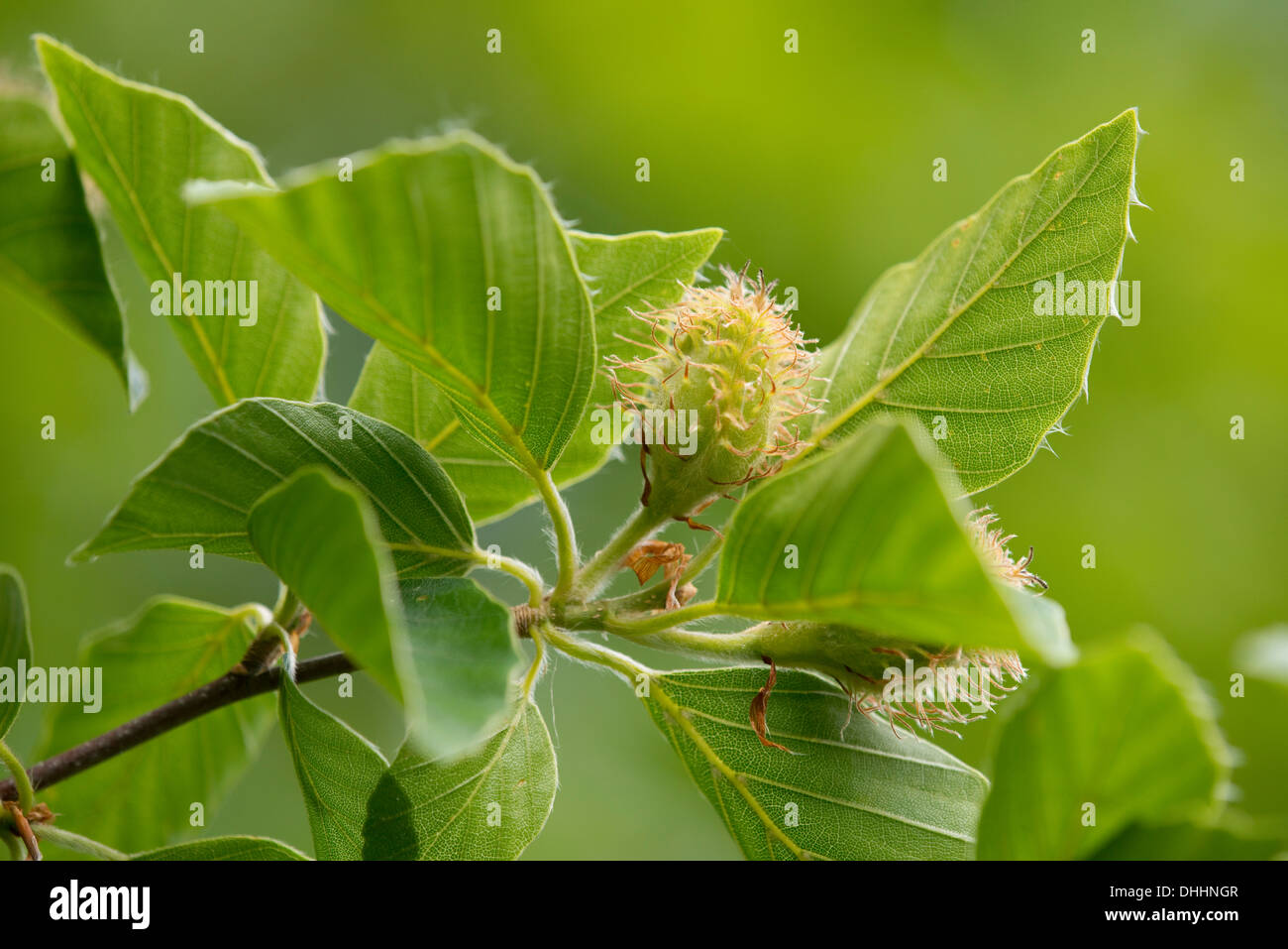 European Beech or Common Beech (Fagus sylvatica), inflorescence and ...