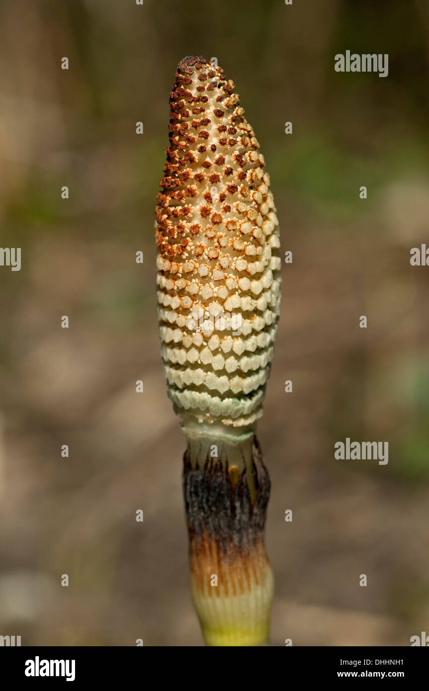 Spore bearing plant hi-res stock photography and images - Alamy