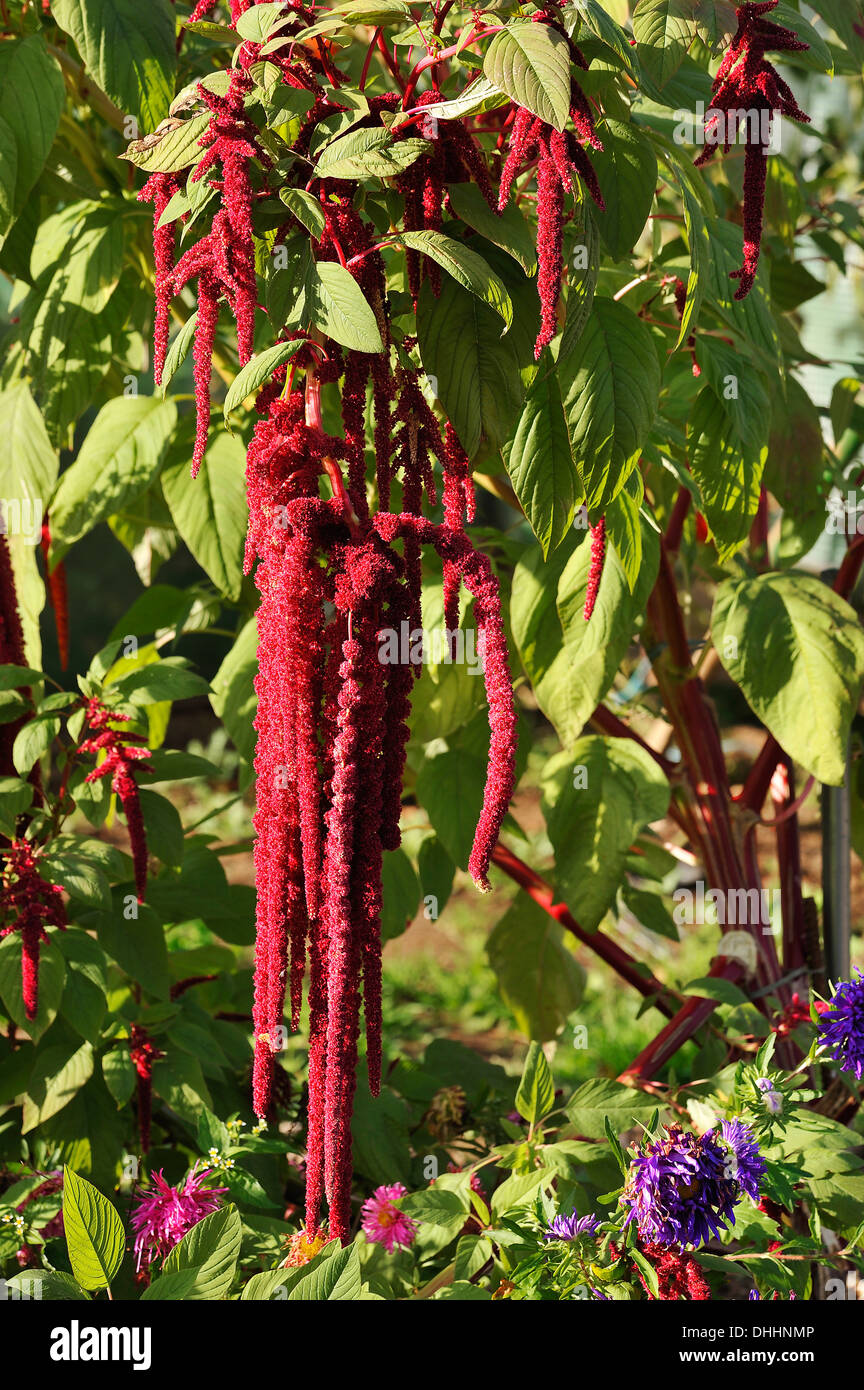 Foxtail Amaranth (Amaranthus caudatus), flowering, Middle Franconia ...
