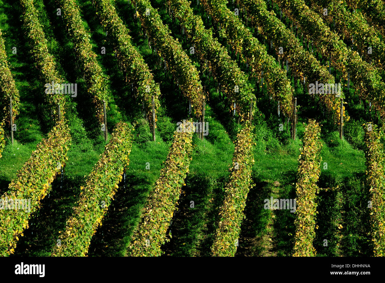 Germany rows of vines in a vineyard in a hi-res stock photography and ...
