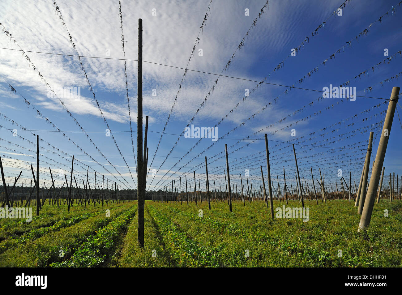 Hop poles hi-res stock photography and images - Alamy